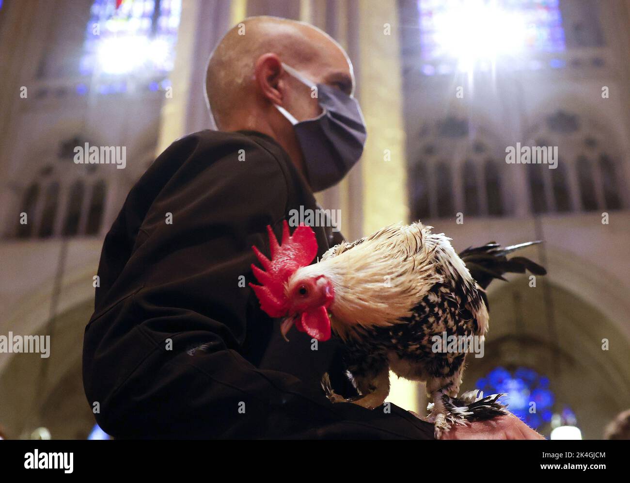 New York City, United States. 02nd Oct, 2022. A rooster is held at the ...