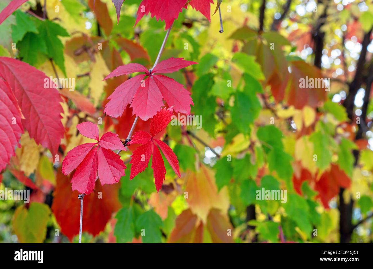 Colorful leaves of girlish grapes or Virginia creeper, Parthenocissus ...