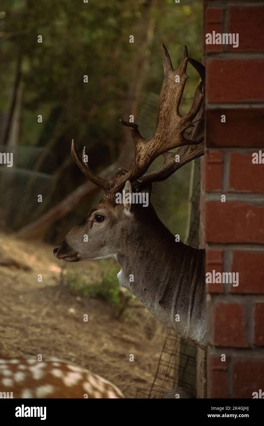 A vertical shot of deer with big horns Stock Photo - Alamy