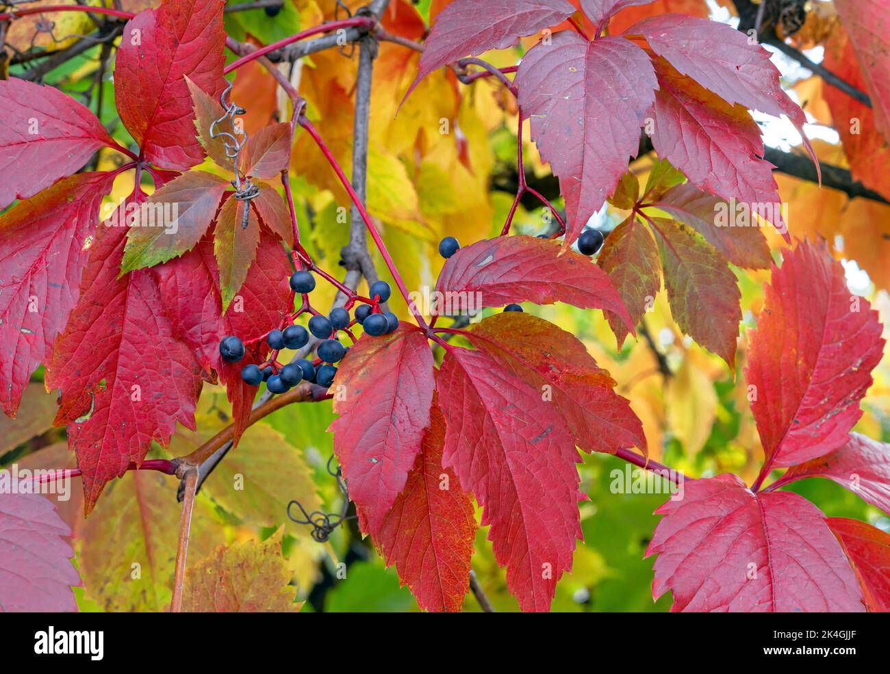 Red leaves of girlish grapes or Virginia creeper, Parthenocissus ...