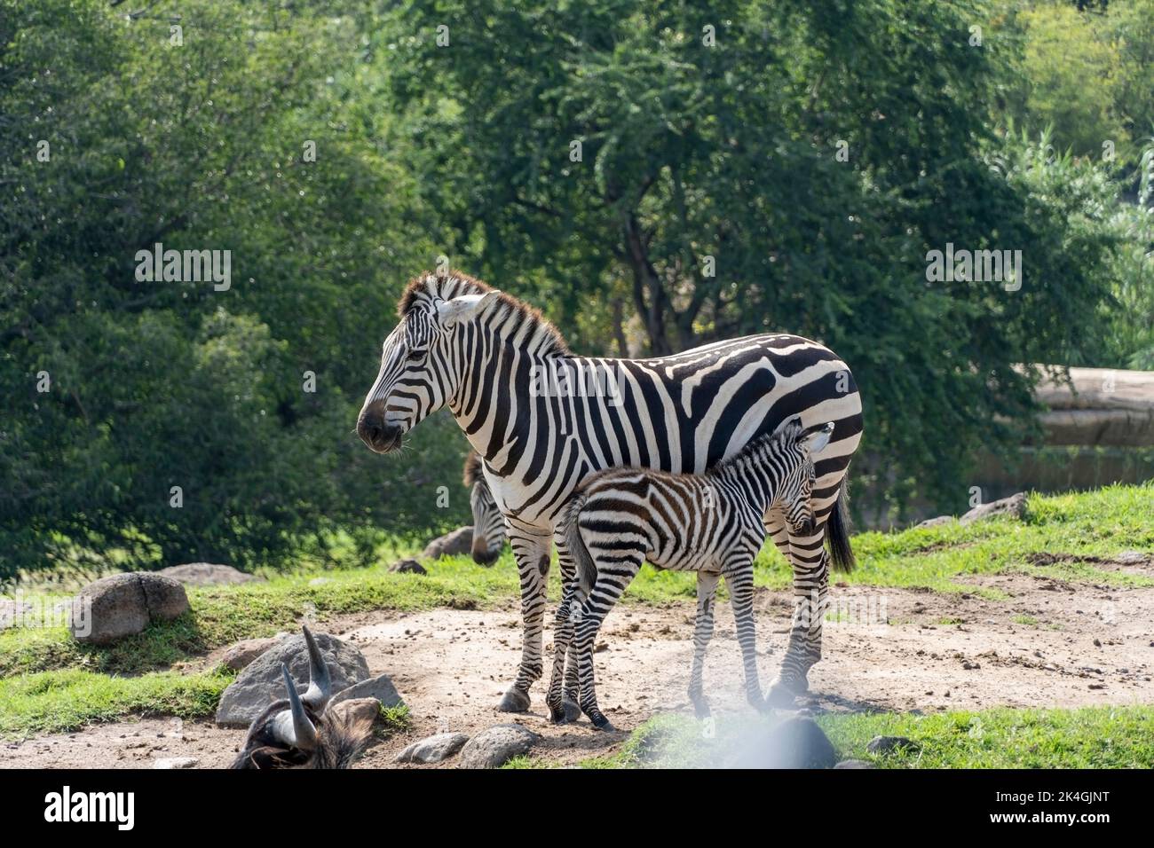 Zebra hill hi-res stock photography and images - Alamy