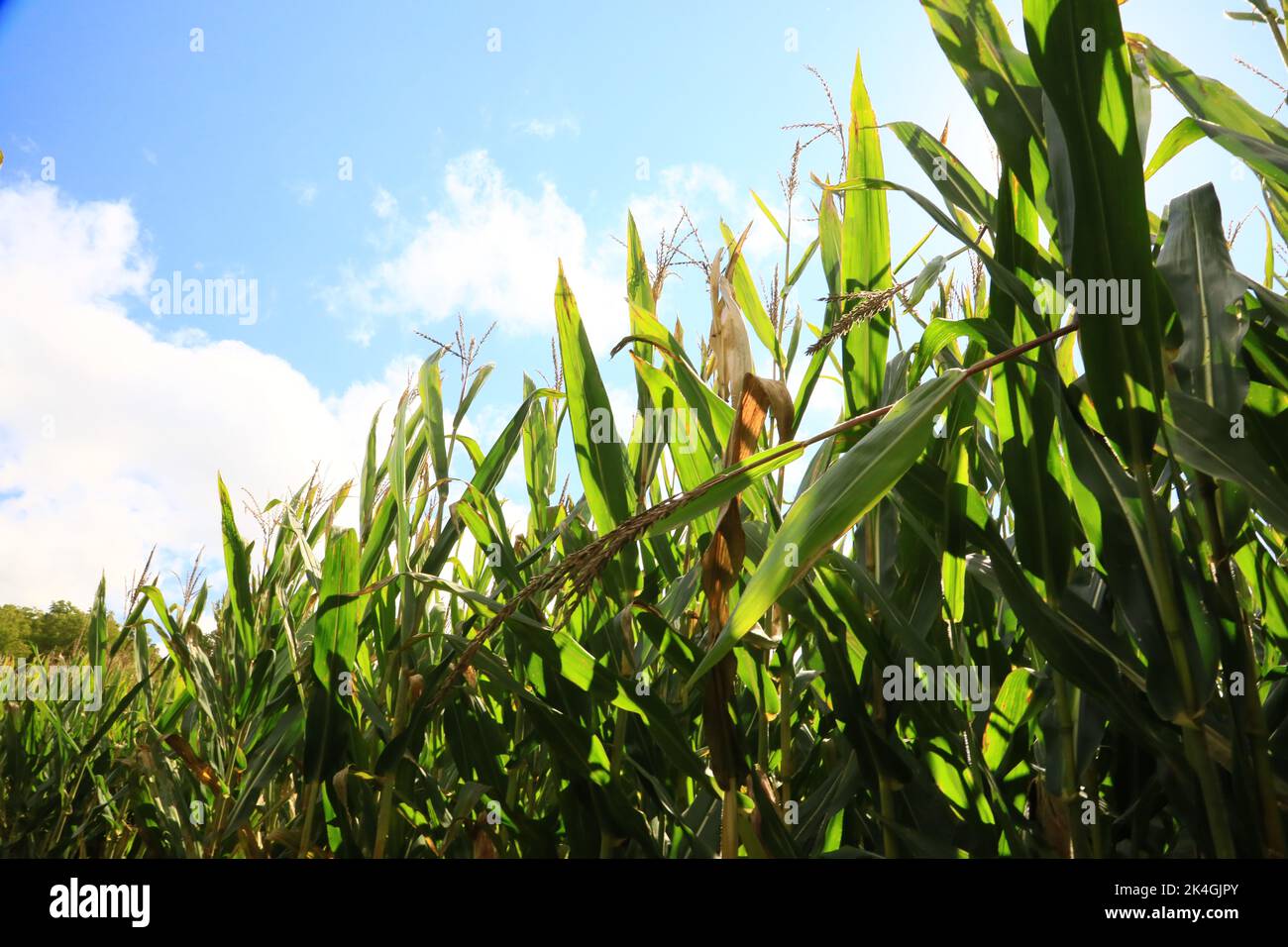 Rural farm field with corn crop Stock Photo - Alamy