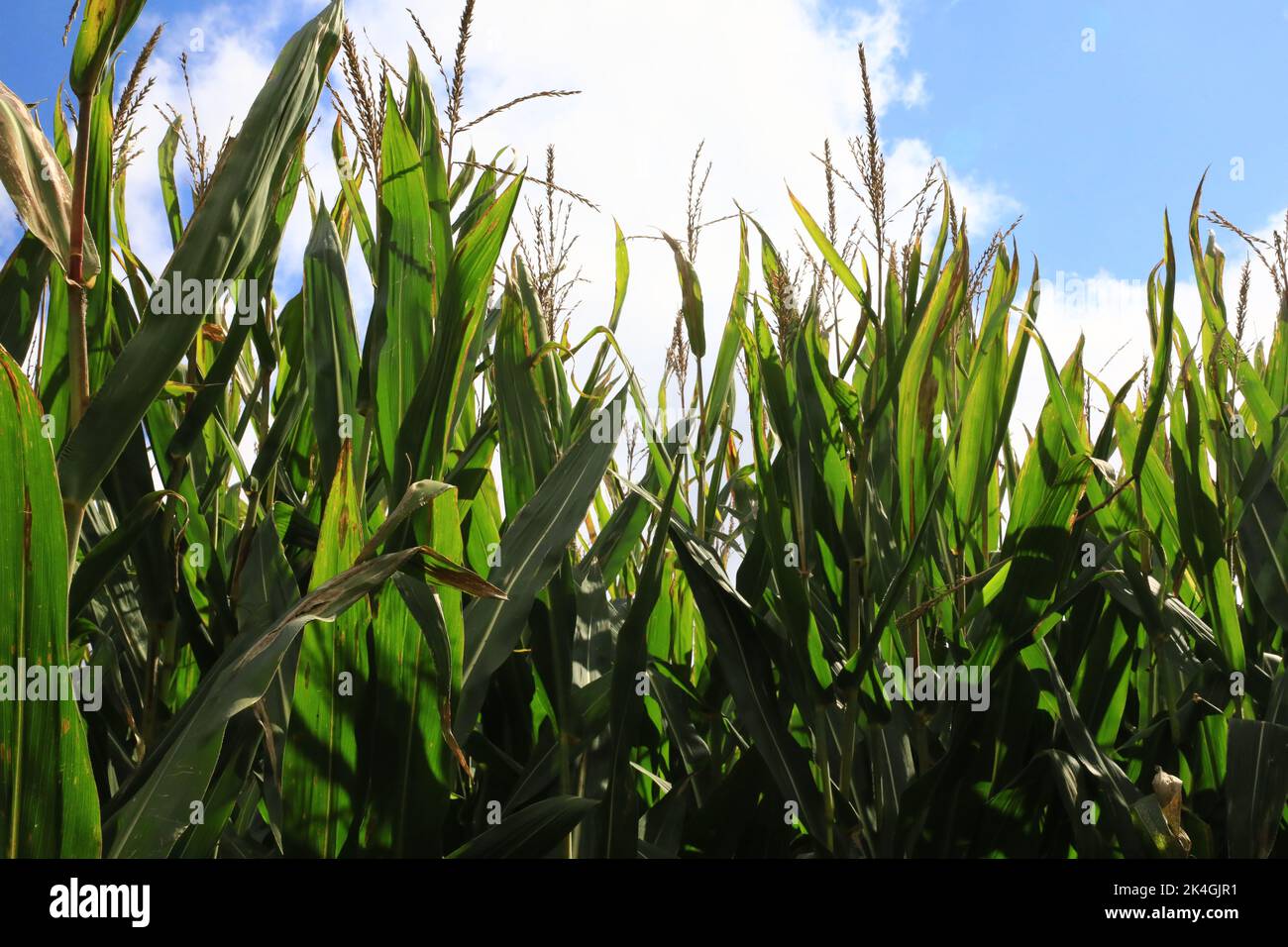 Agricultural field of sweet corn Stock Photo - Alamy