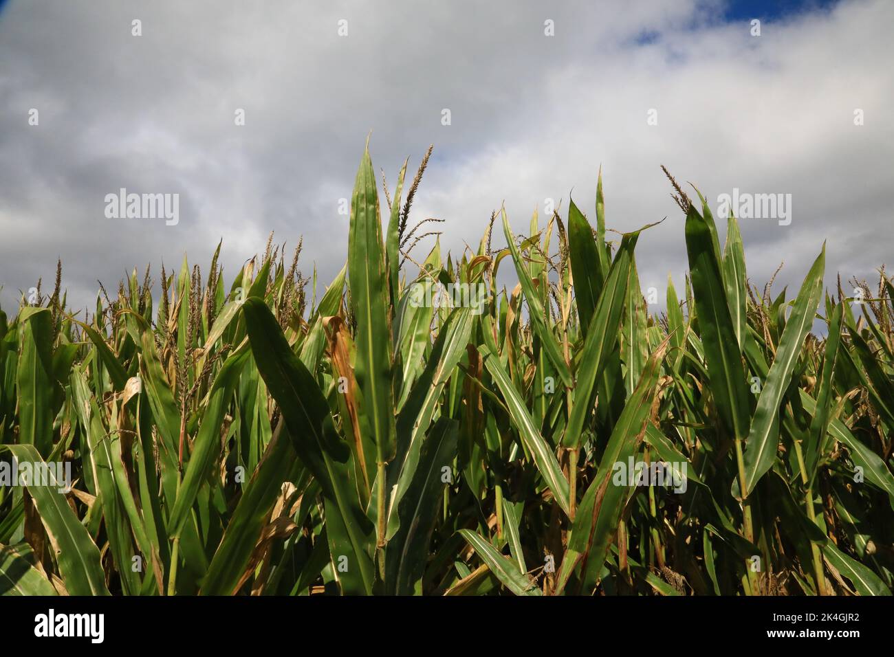 Farm field of sweet corn Stock Photo - Alamy