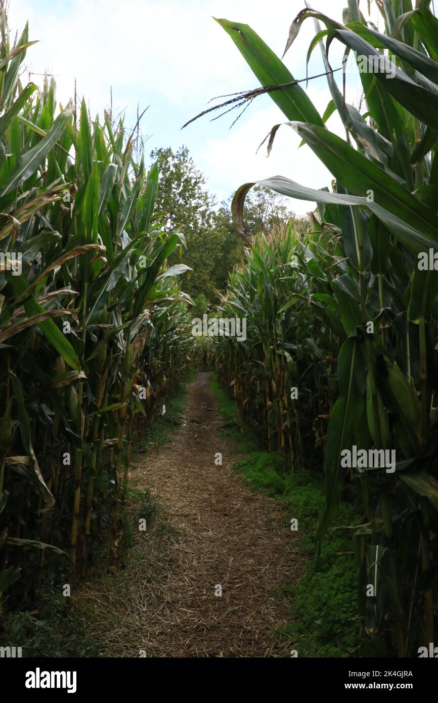 Corn maze in the farm field Stock Photo - Alamy