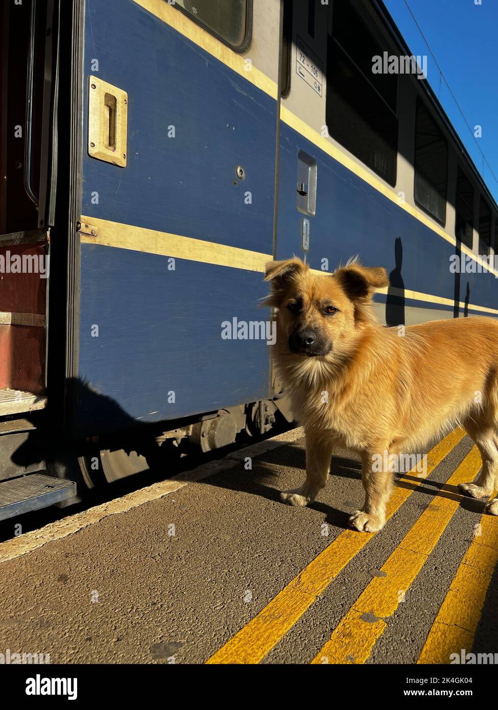 Dog rail train hi-res stock photography and images - Alamy