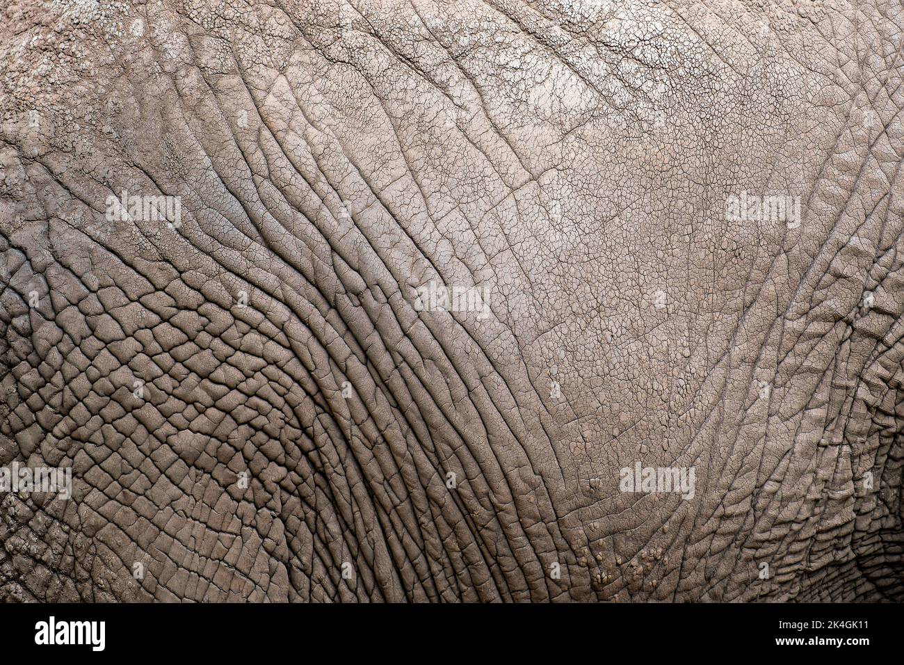 The texture of the skin of an African elephant close-up. Elephant skin ...