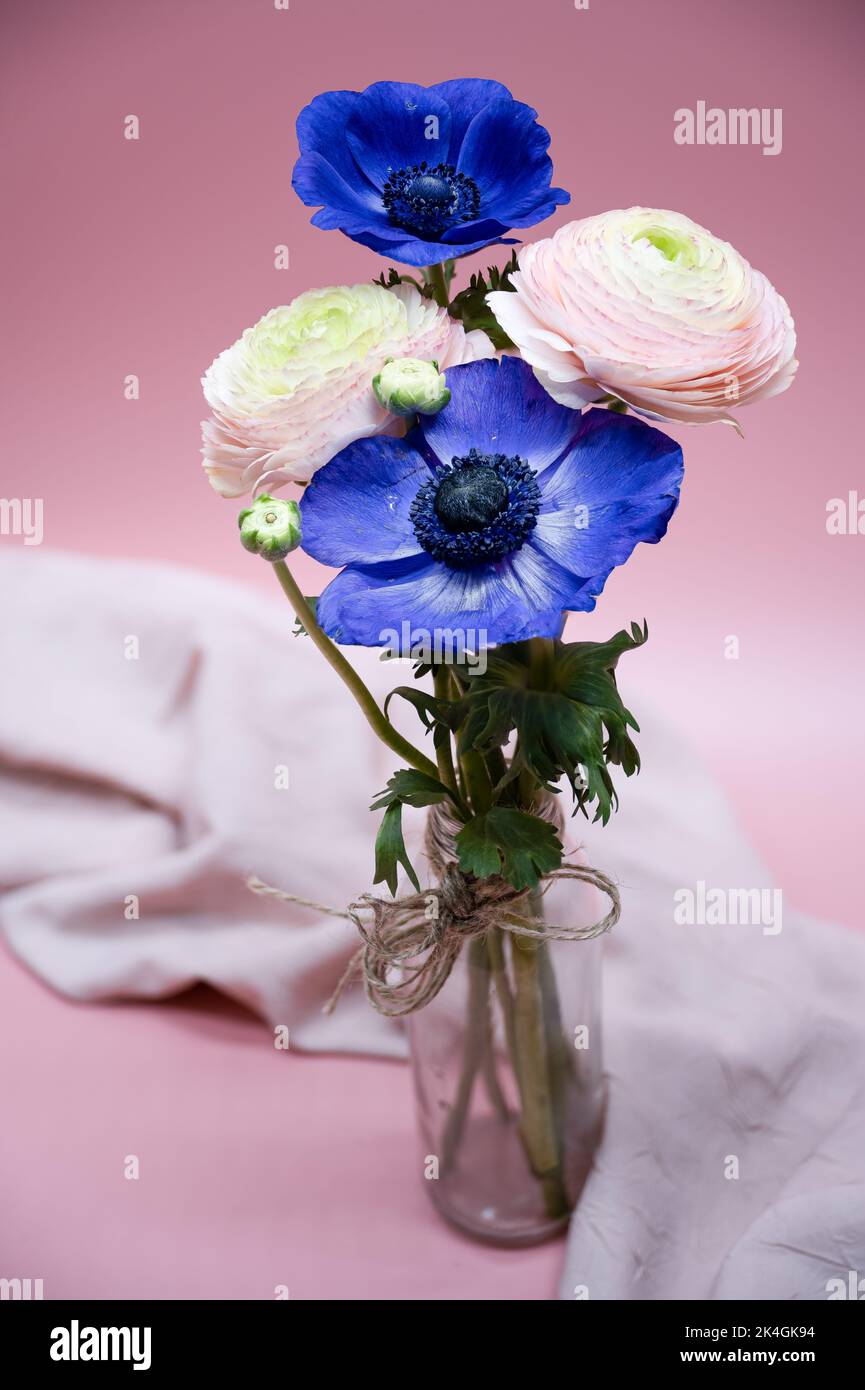 A vertical shot of beautiful blue and pink anemone flowers isolated on ...