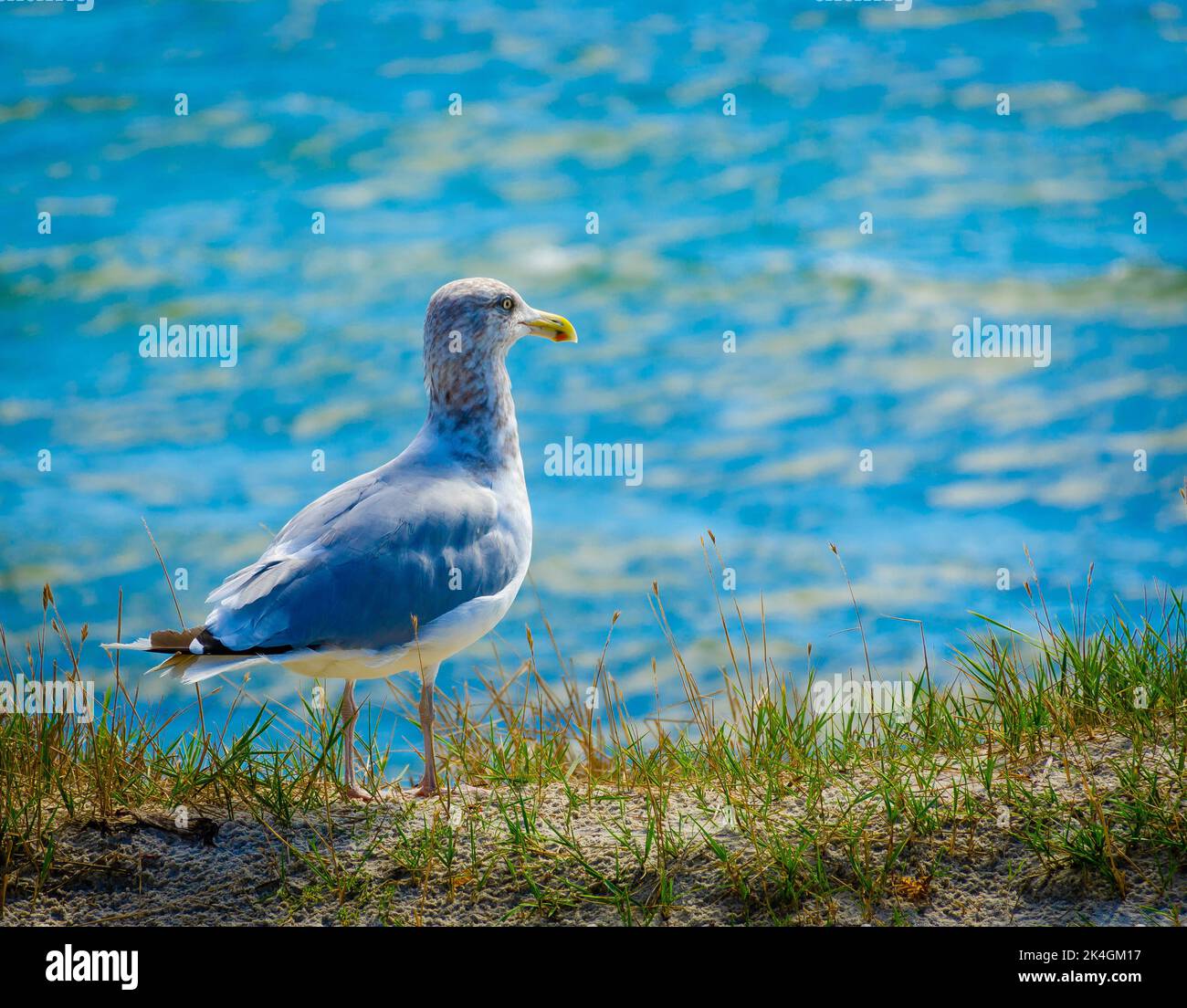 Native Of Cape Cod Stock Photo - Alamy