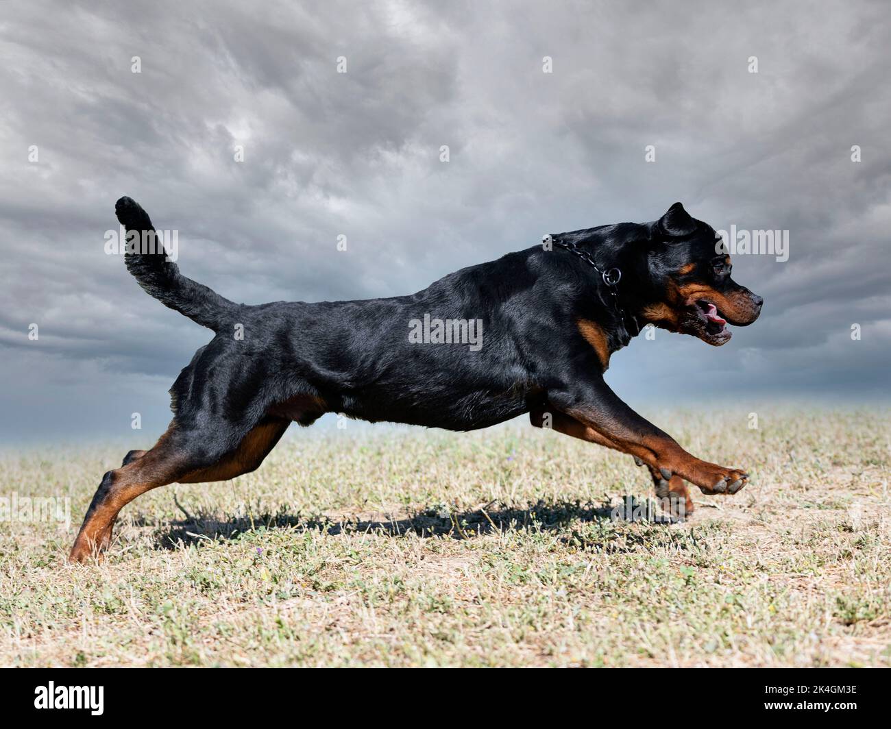 training of agility for competition in an obedience club Stock Photo ...