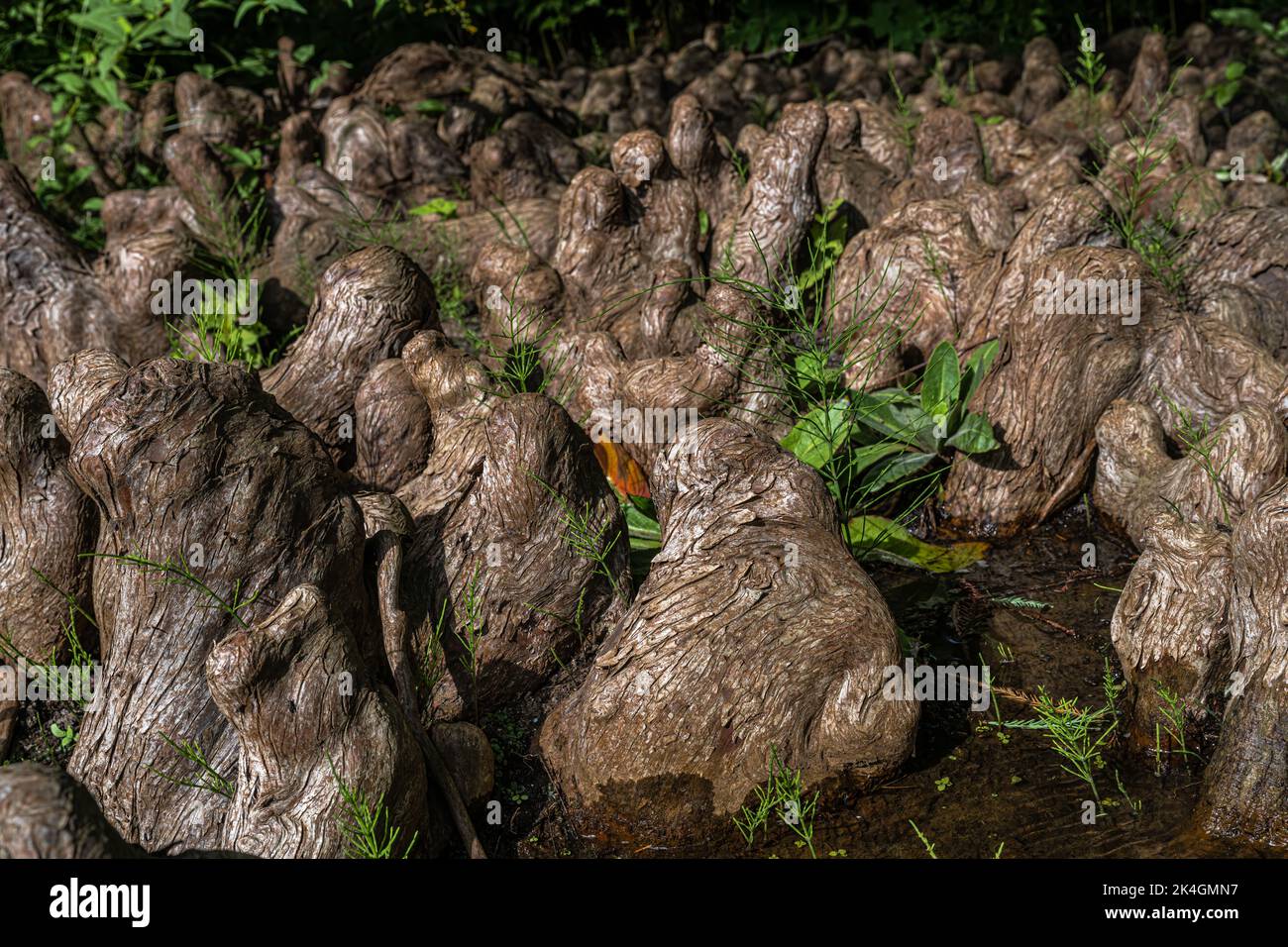 Pneumatophores of Bald Cypress (Taxodium distichum Stock Photo - Alamy