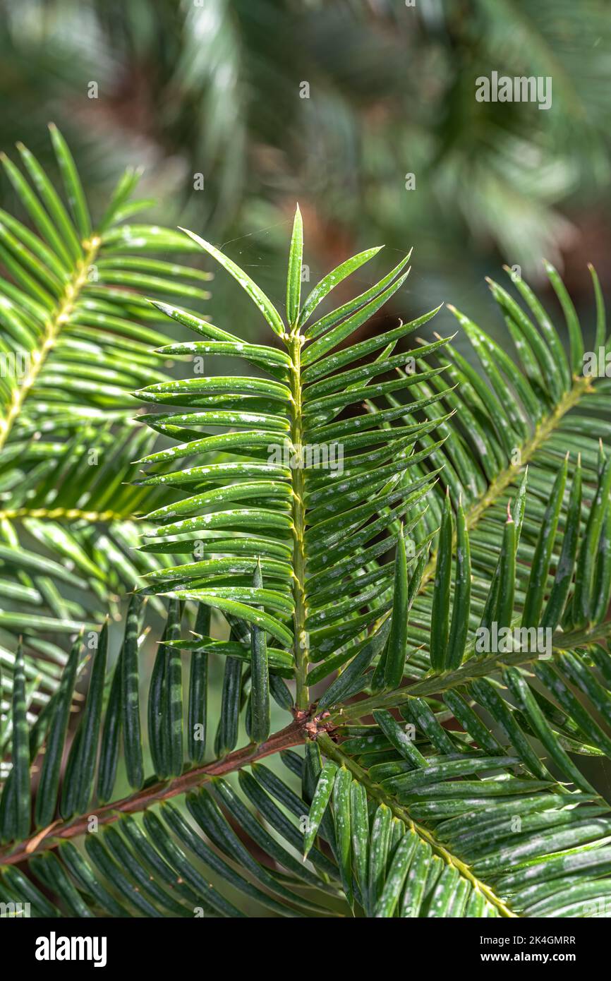 Nutmeg tree hi-res stock photography and images - Alamy