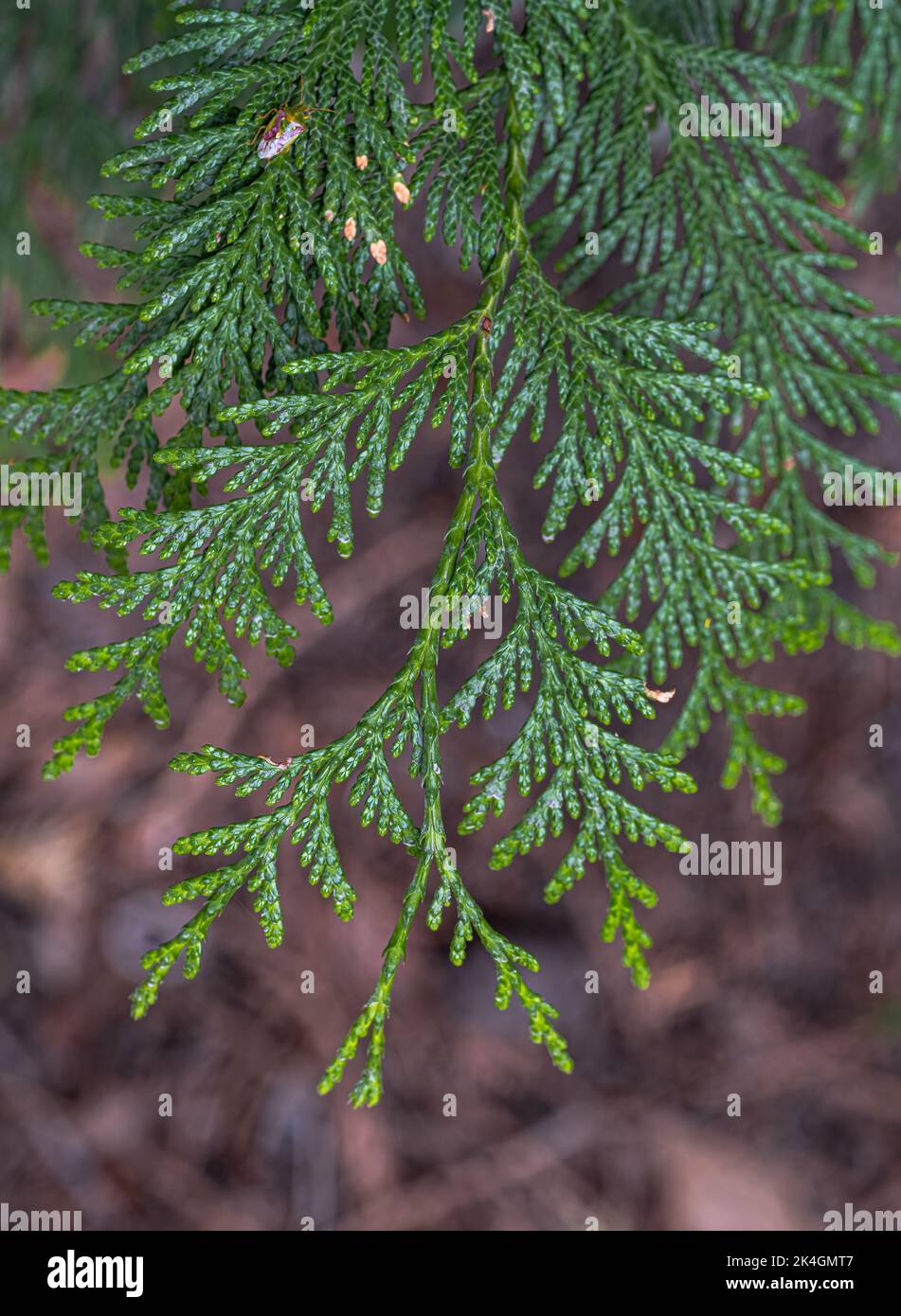 Red Cedar Tree Leaves