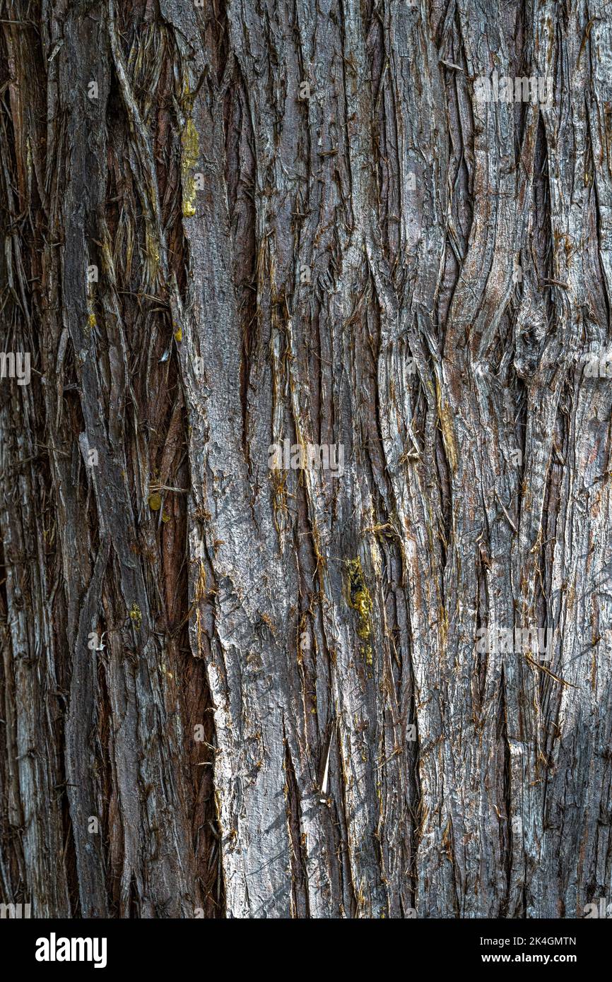 Bark of a Western Cedar Tree (Thuja plicata Stock Photo - Alamy