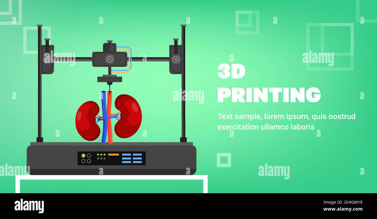 kidneys model prints on 3d bio printer medical printing of human ...