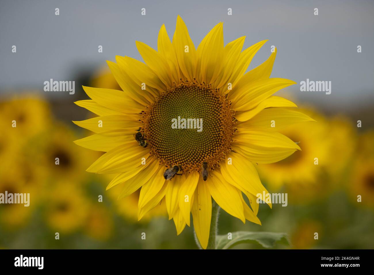 Closeup shot sunflower insects hi-res stock photography and images - Alamy