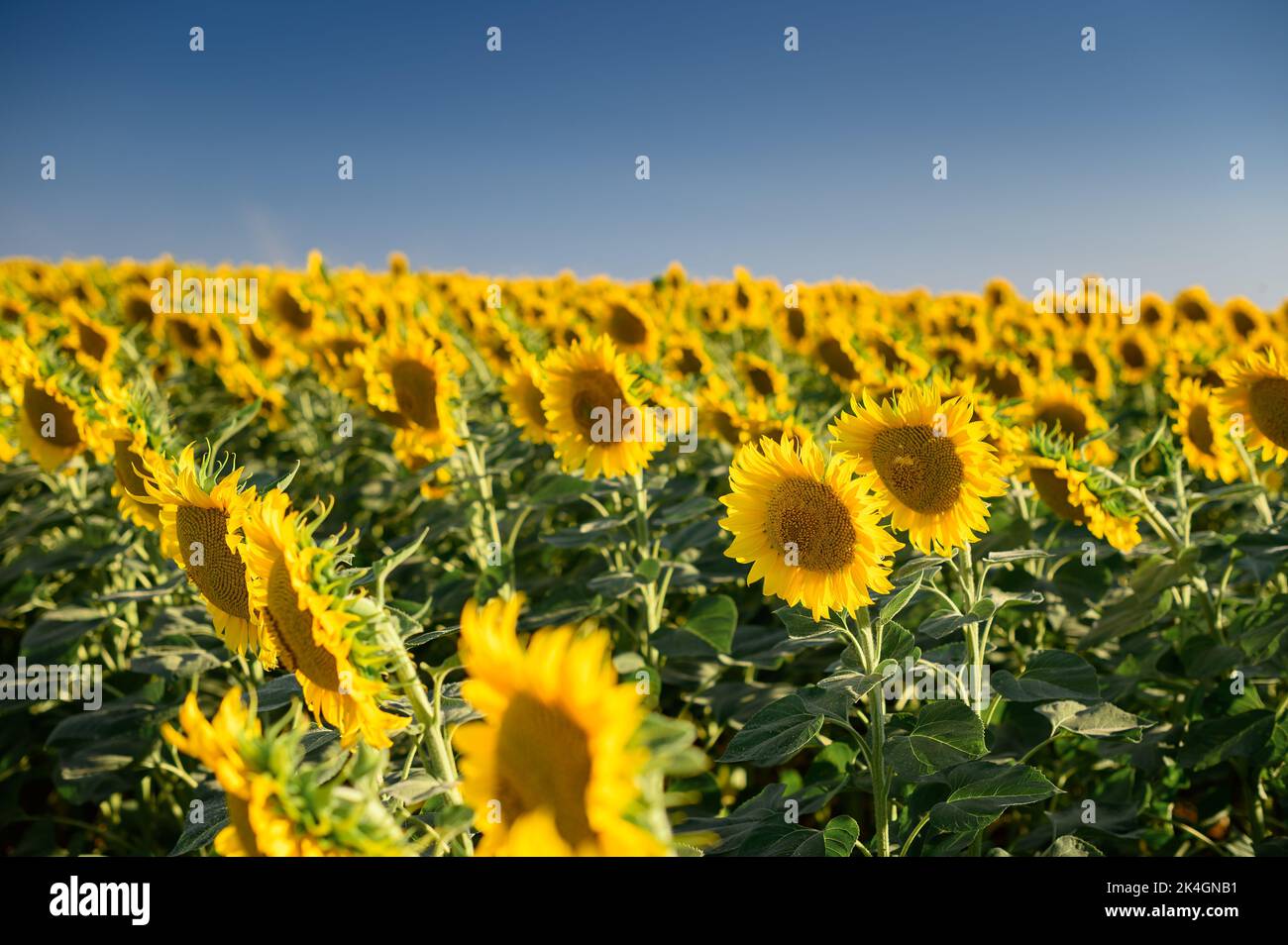 Close up sunflower in the field with blue sky Stock Photo - Alamy