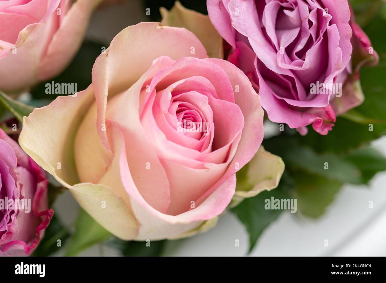 Rose flower bouquet on white background close up Stock Photo - Alamy