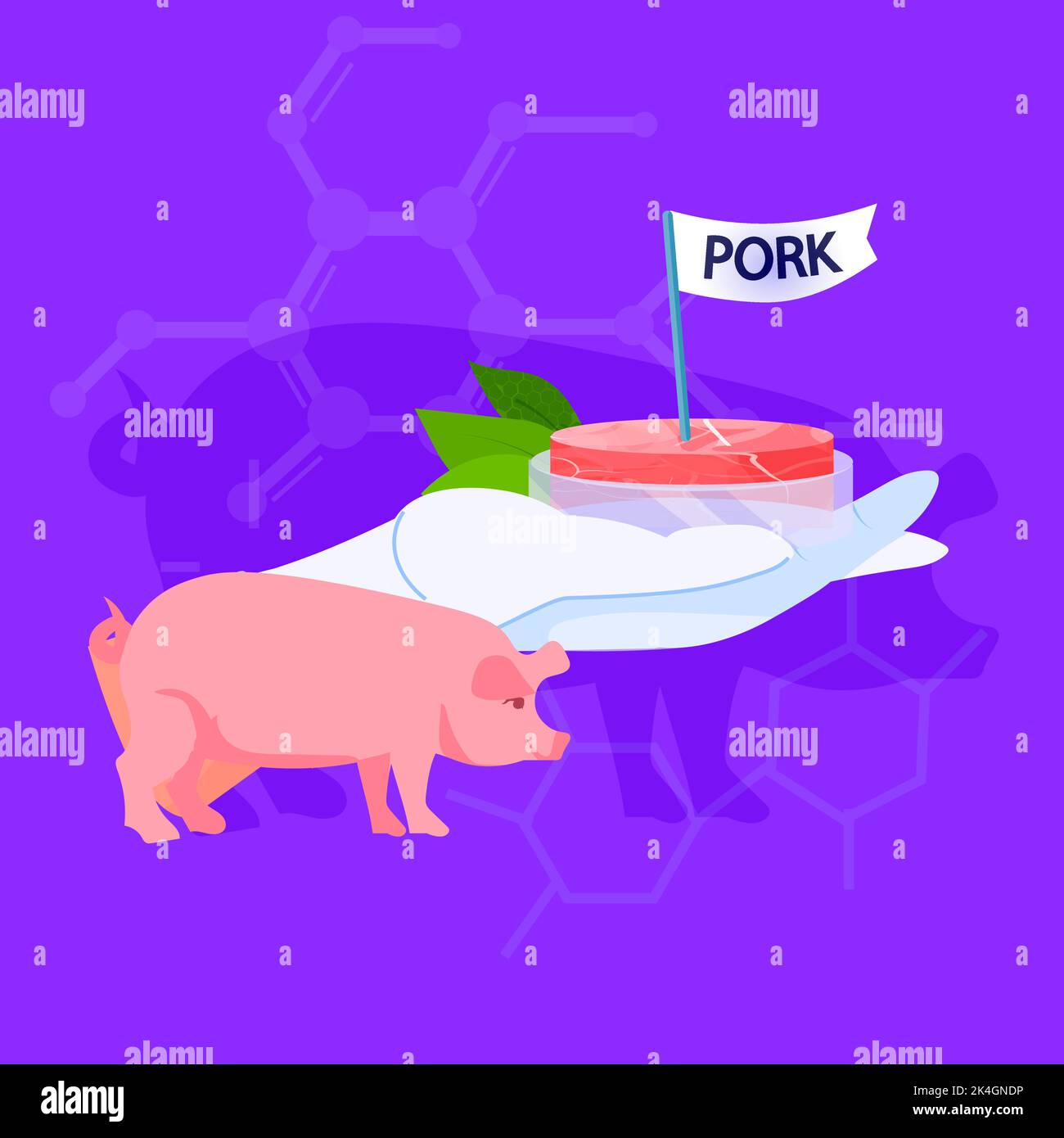 scientist hand holding cultured red raw pork made from animal cells ...