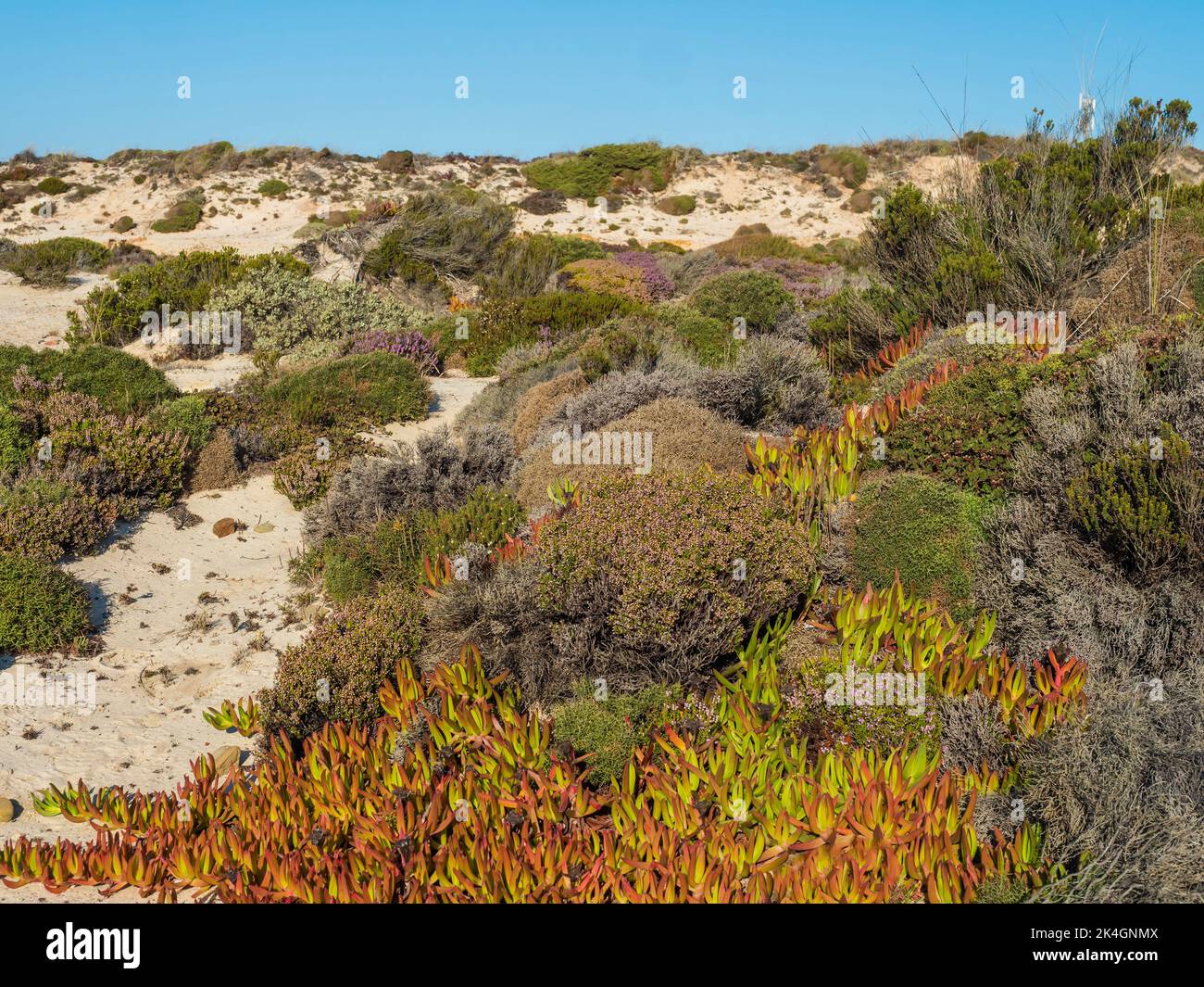 View of sea shore sand dunes covered by green vegetation with blooming ...