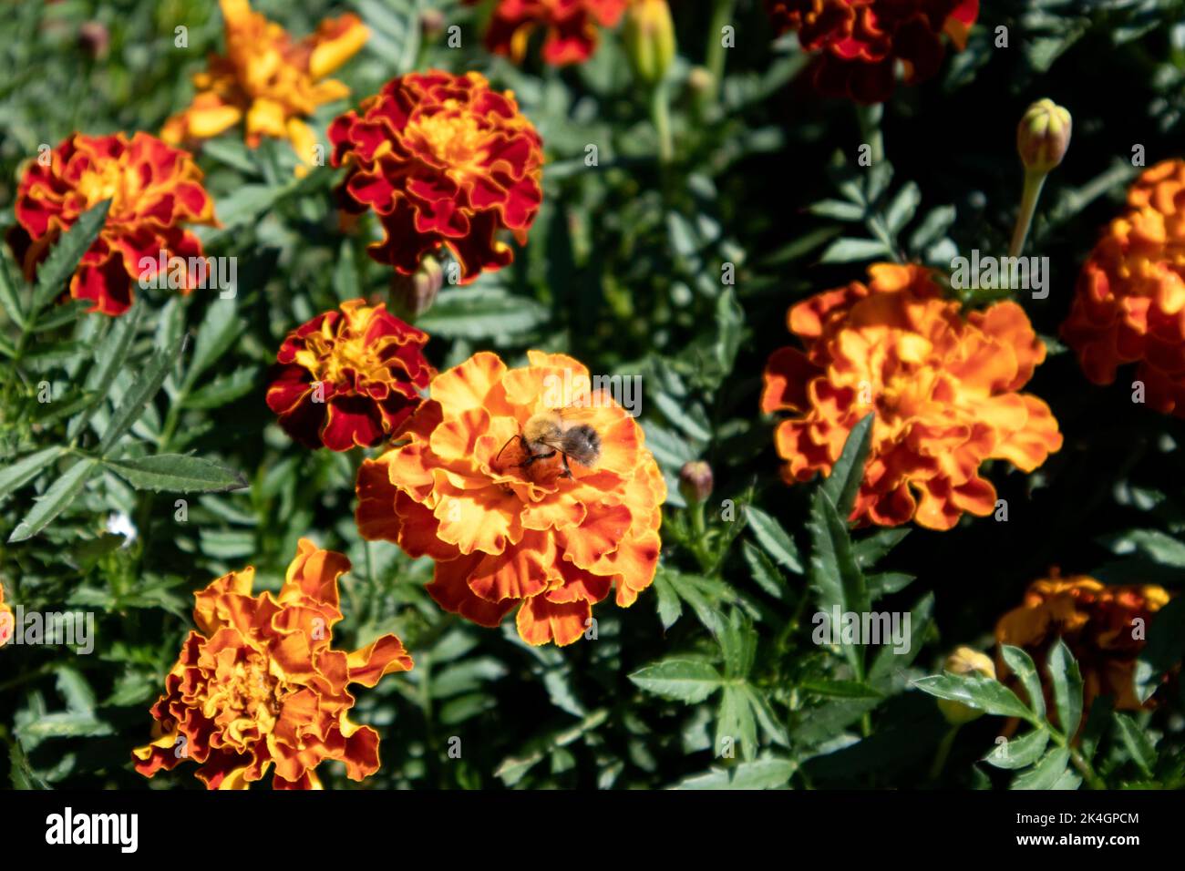 Bee hanging out on yellow and red marigold flowers with ground in the ...