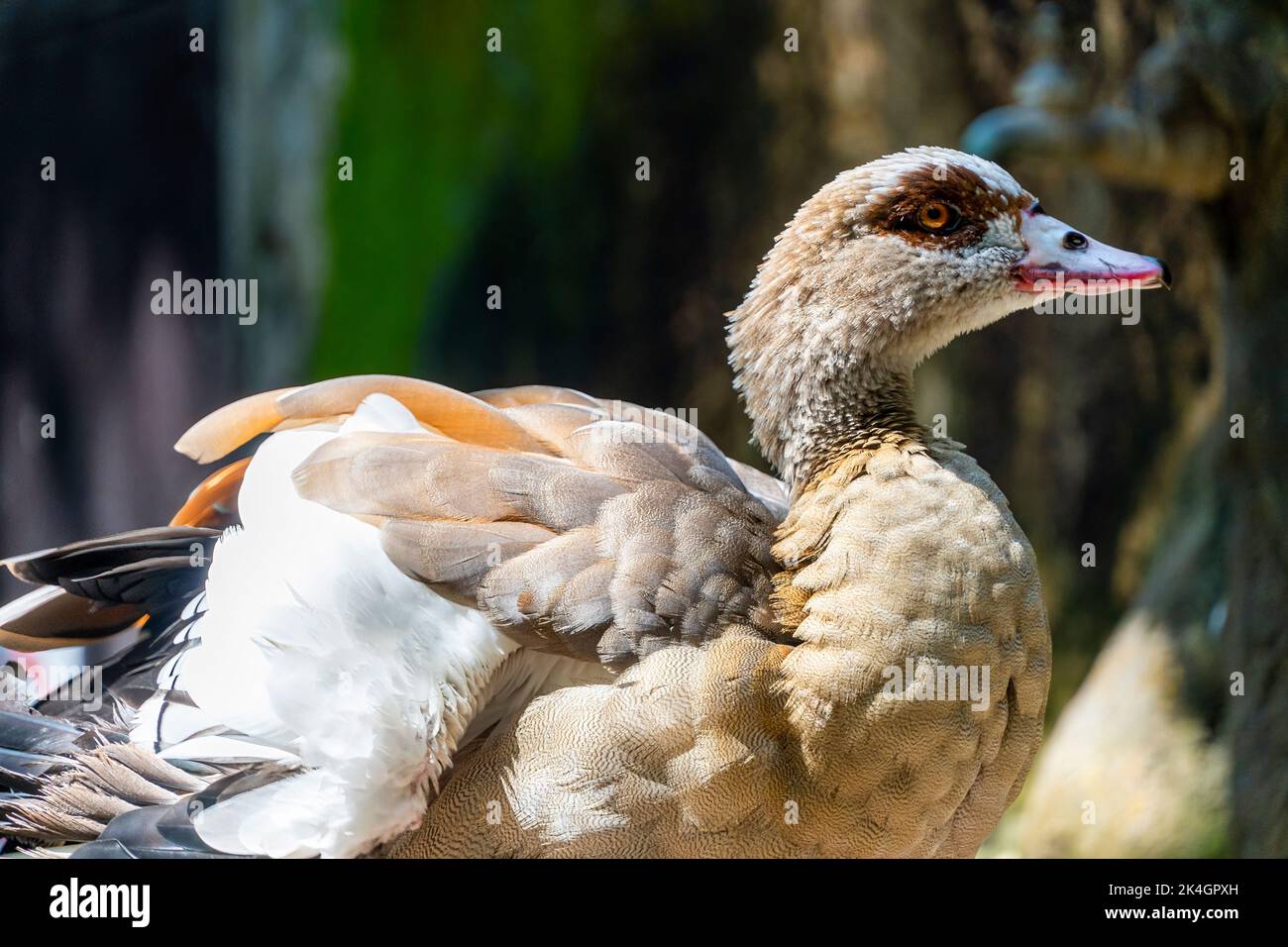 Alopochen aegyptiacus Egypt Nile goose or geese, birds of Africa ...
