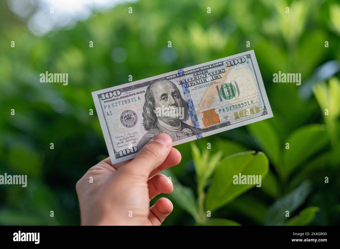 100 dollars banknote on green plant background. First person top view ...
