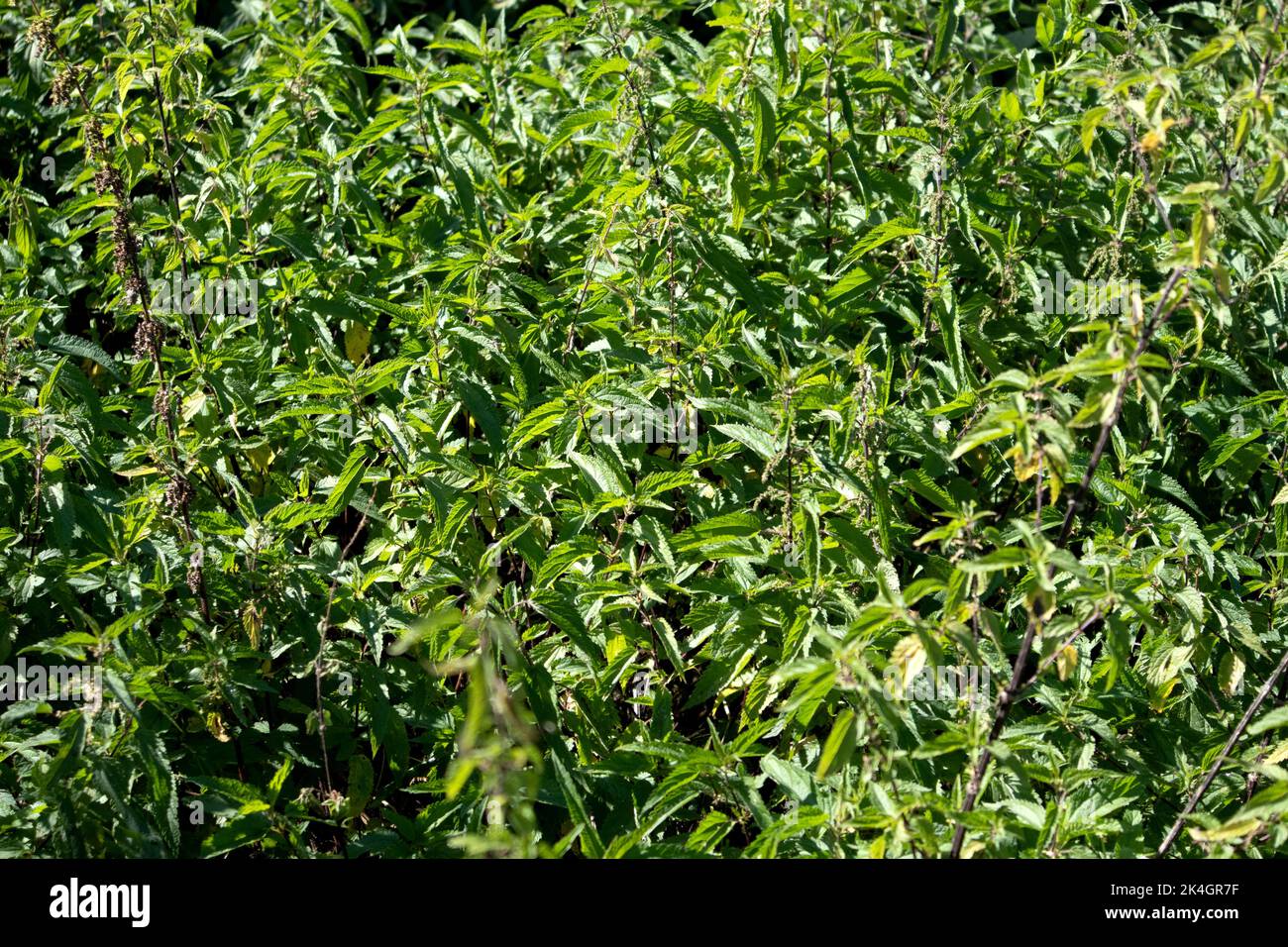 Beautiful nettle field in nature with sun Urtica dioica as nice bright ...