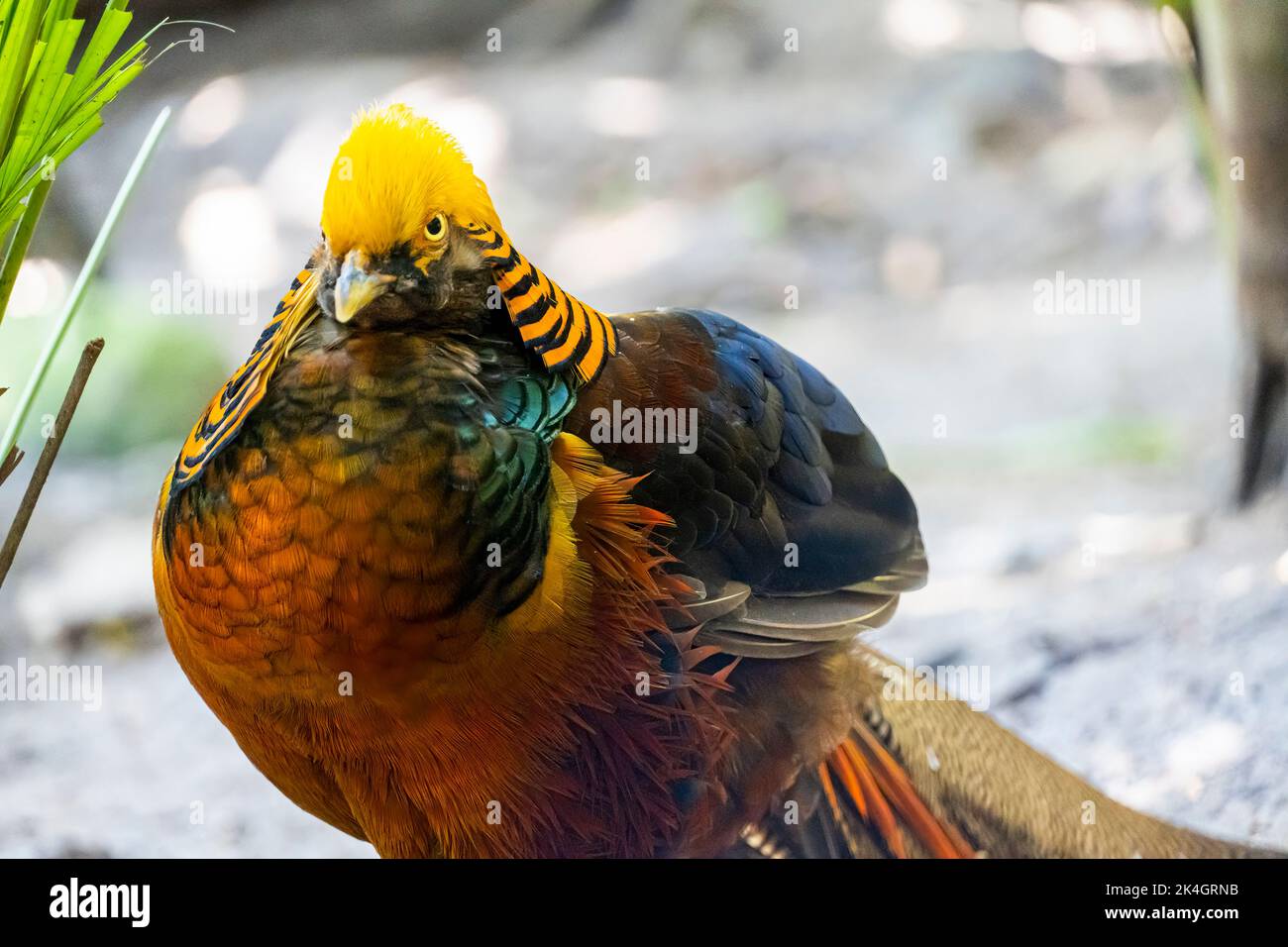 Chrysolophus pictus, golden pheasant beautiful bird with very colorful ...