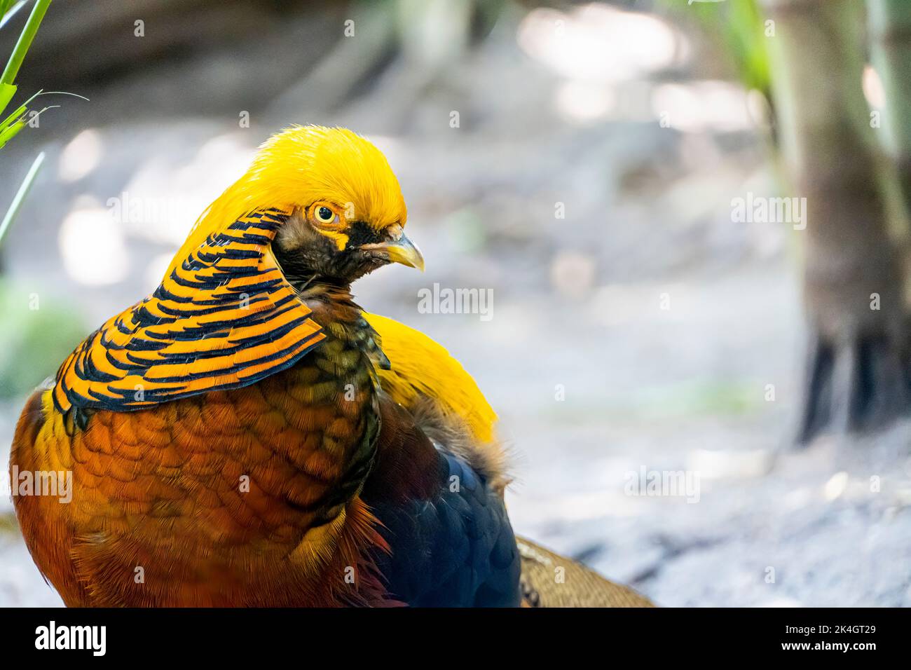 Chrysolophus pictus, golden pheasant beautiful bird with very colorful ...
