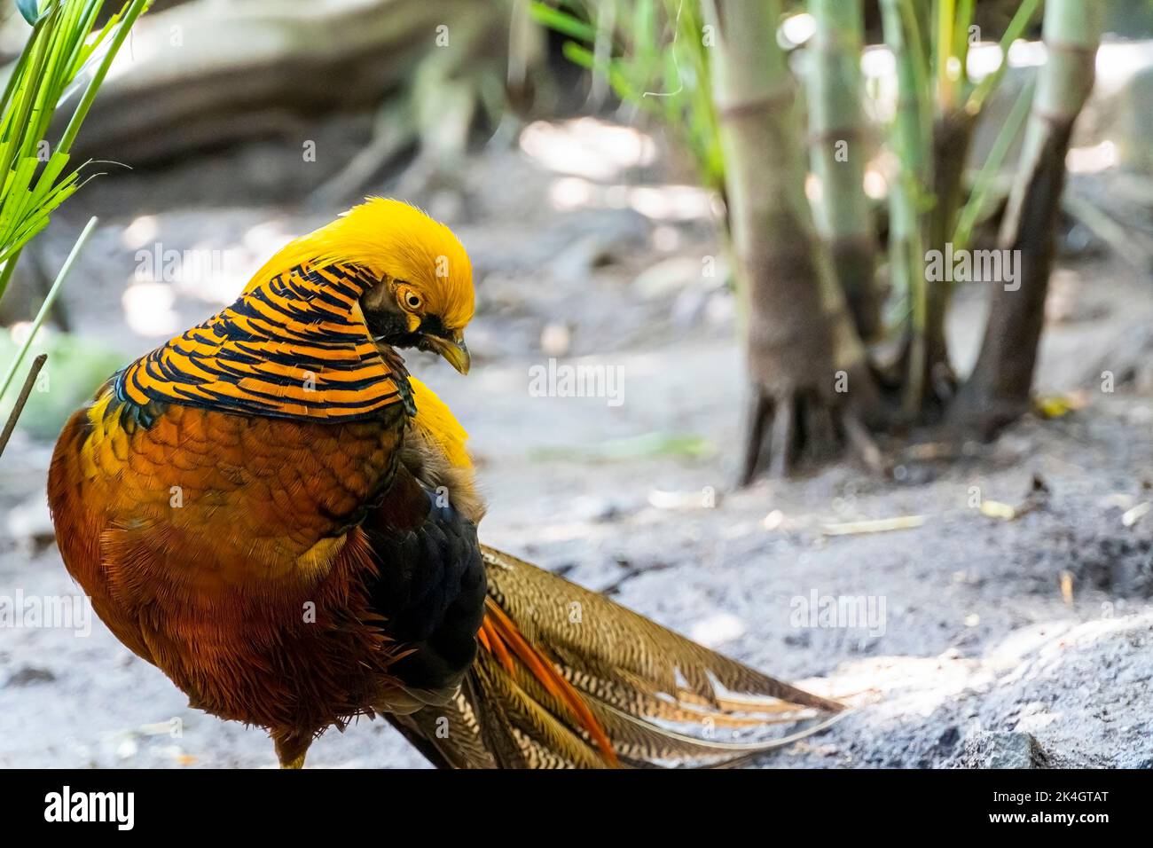 Chrysolophus pictus, golden pheasant beautiful bird with very colorful ...