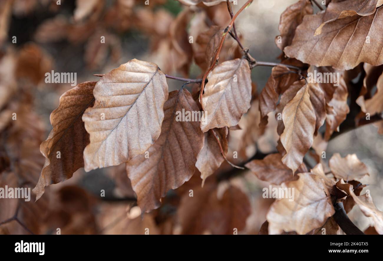 Brown, dry leaves on a tree. Withered plant leaves. Signs of autumn in ...