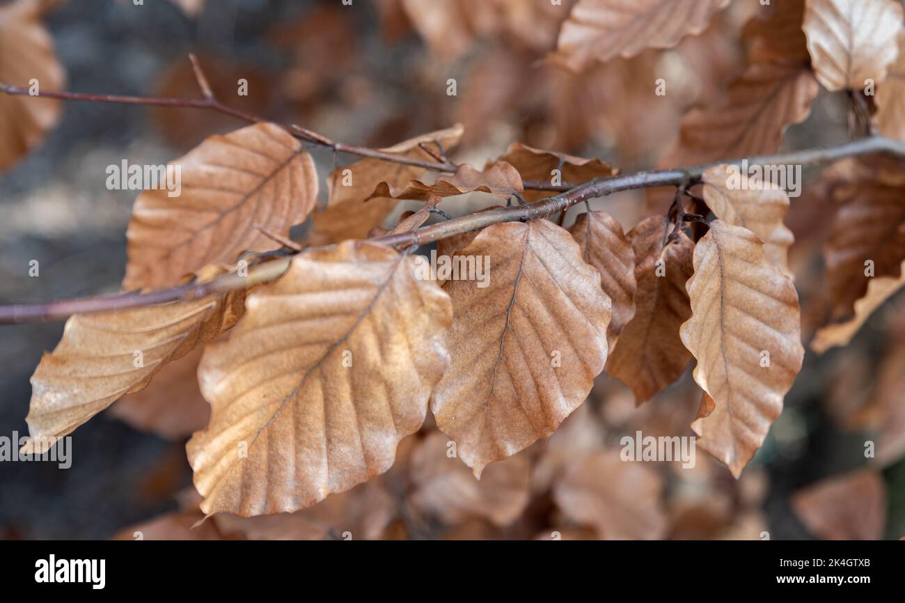 Brown, dry leaves on a tree. Withered plant leaves. Signs of autumn in ...