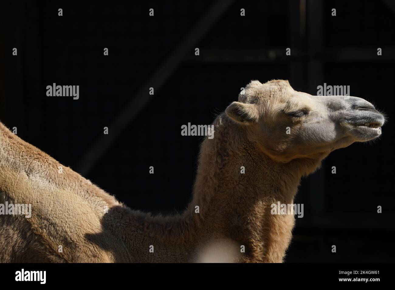 Dark brown camel hi-res stock photography and images - Alamy