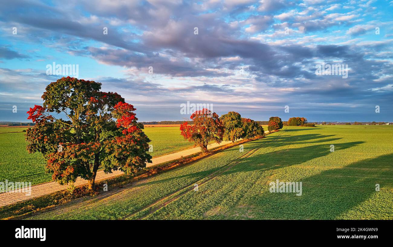 Fall colors maple trees, dirt road, agriculture fields. Autumn rural ...