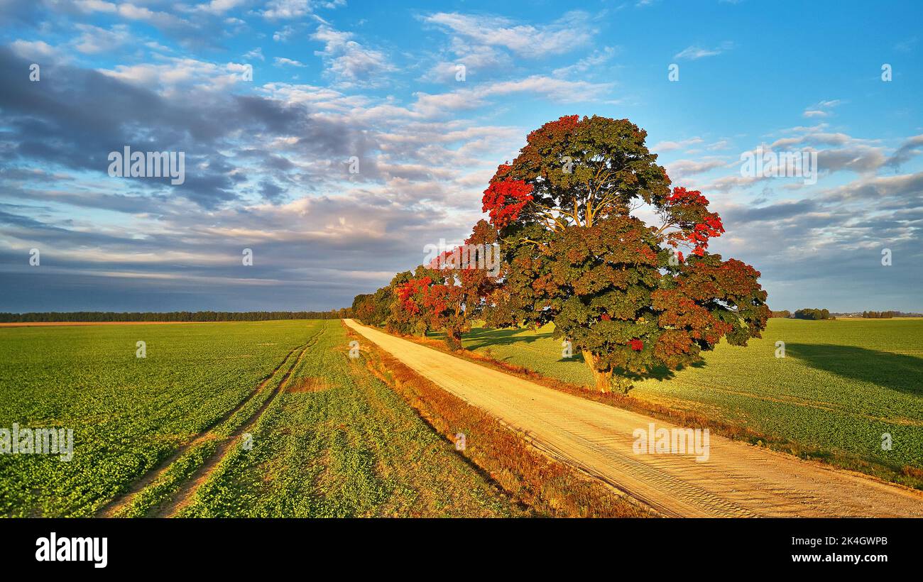 Fall colors maple trees, dirt road, agriculture fields. Autumn rural ...
