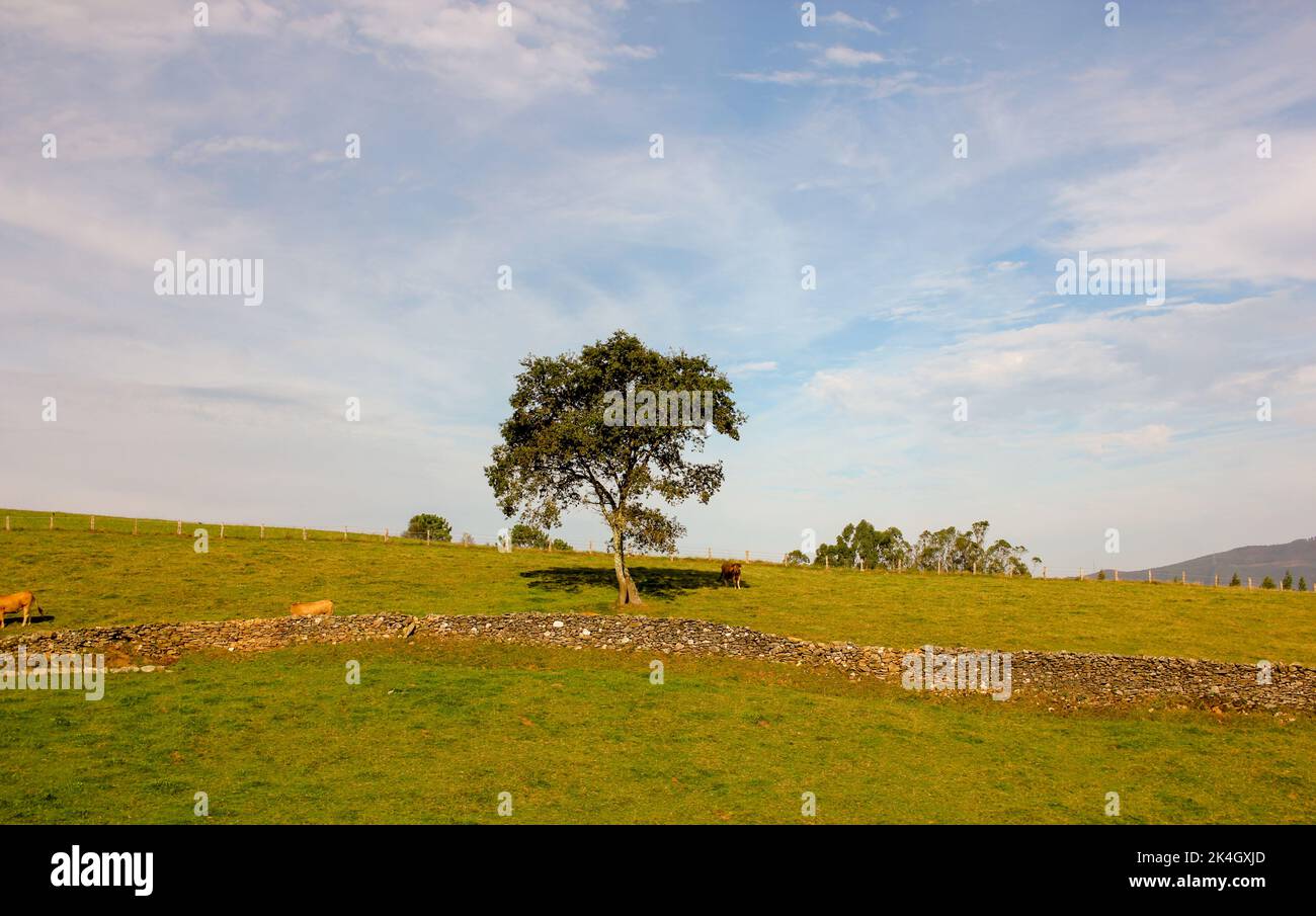 Sunny background with big tree shadow hi-res stock photography and ...