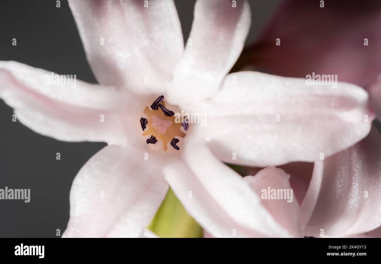 Hyacinth flower in close-up. Pink hyacinth flower in close-up. The ...