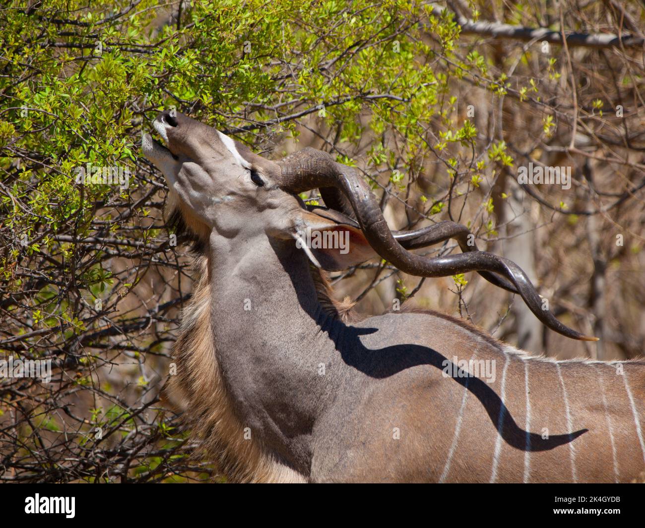 Eating kudu antelope Stock Photo - Alamy