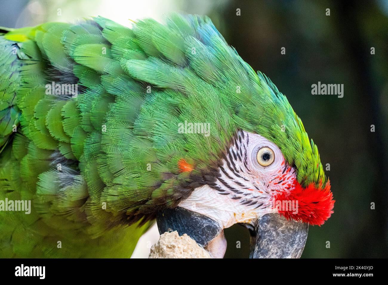 Amazona viridigenalis, a portrait red-fronted parrot, posing and biting ...
