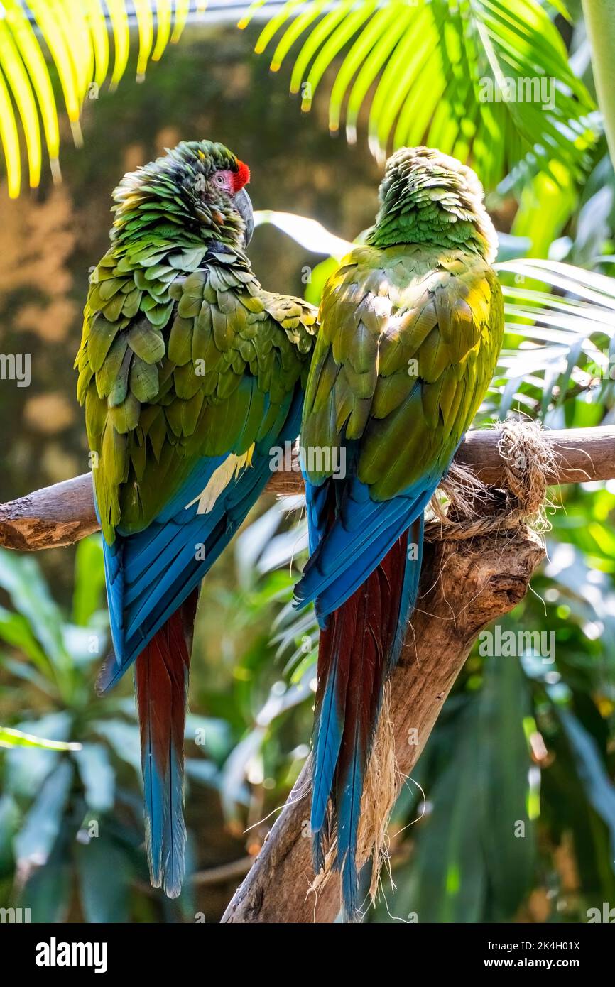 Amazona viridigenalis, a portrait red-fronted parrot, posing and biting ...