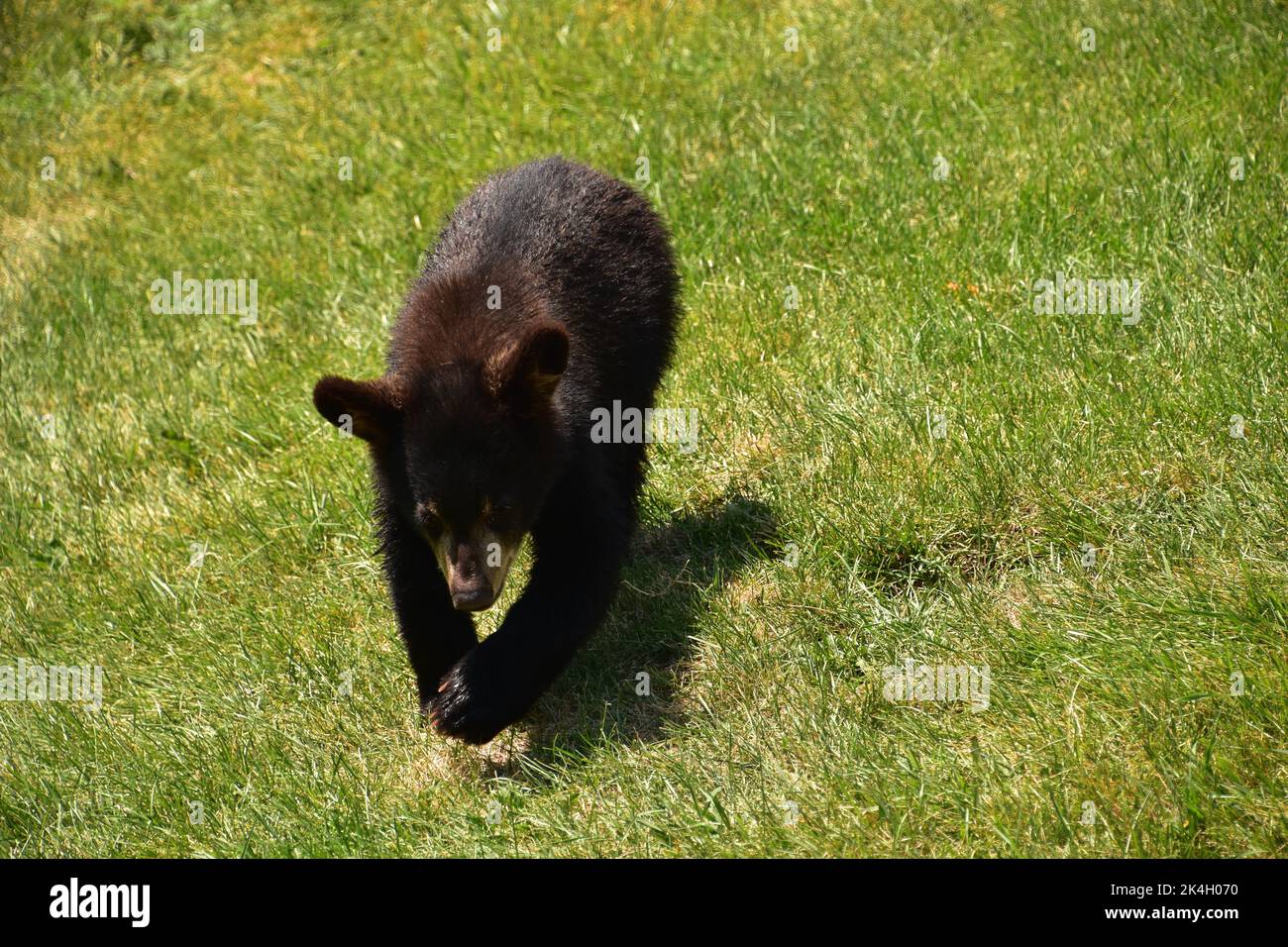 Adorable wild black bear cub on the prowl in a grass field Stock Photo ...