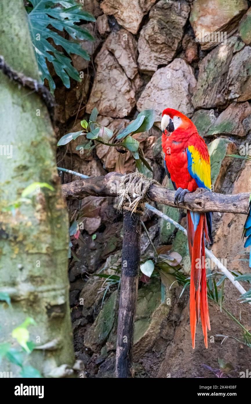 Ara macao Portrait of colorful Scarlet Macaw parrot against jungle ...
