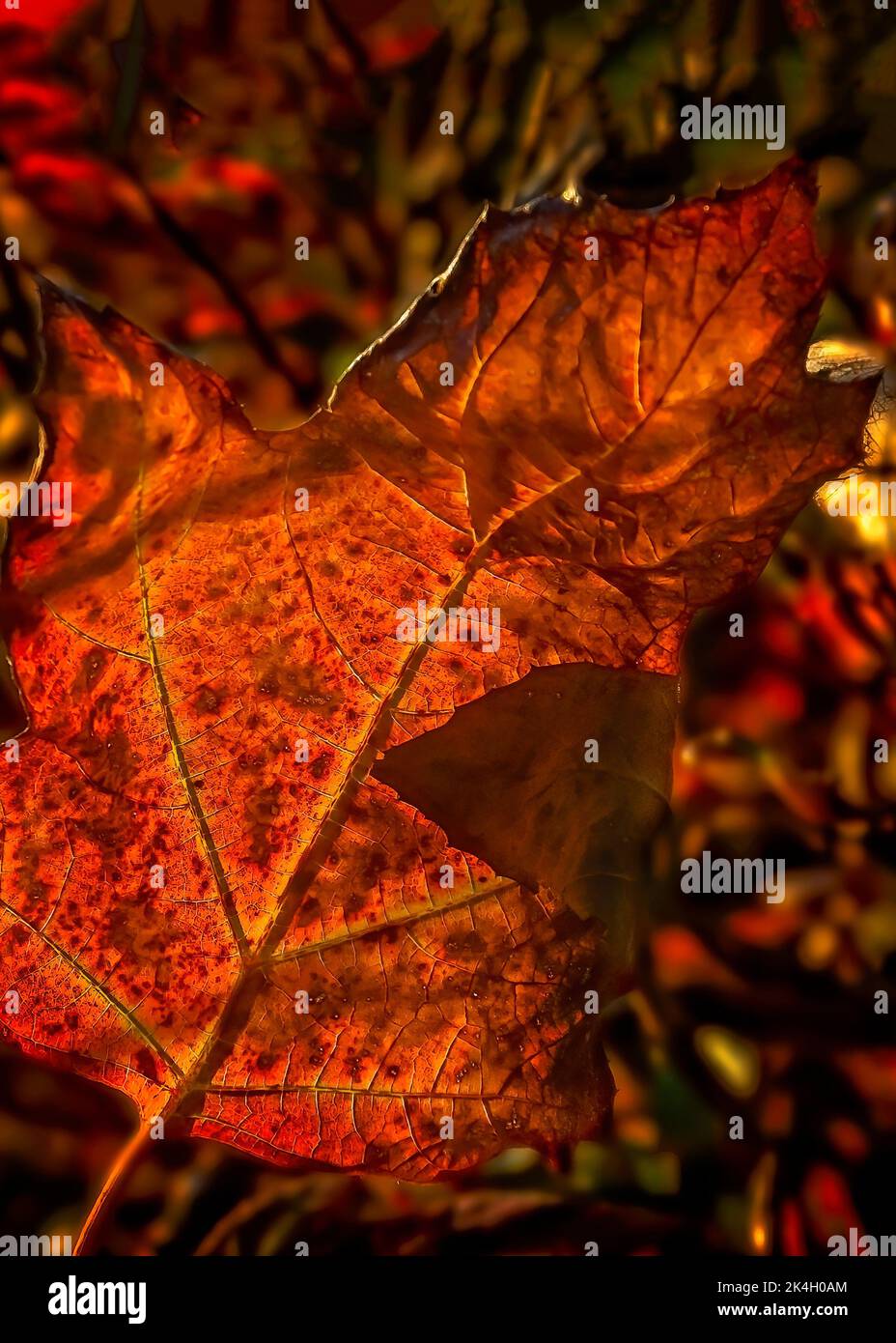 Showy fall colors hi-res stock photography and images - Alamy