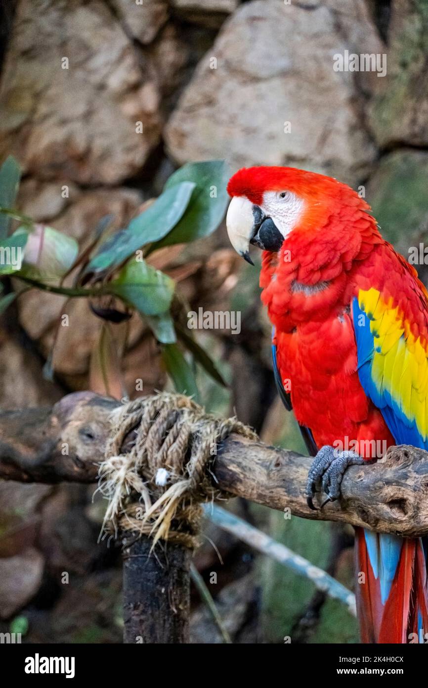 Ara macao Portrait of colorful Scarlet Macaw parrot against jungle ...