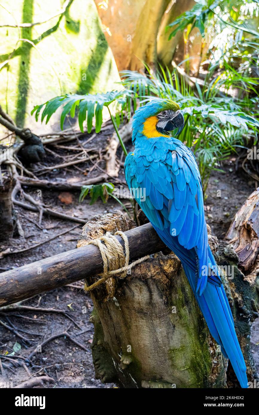 Ara ararauna Colorful of Scarlet macaw bird's feathers with red yellow ...