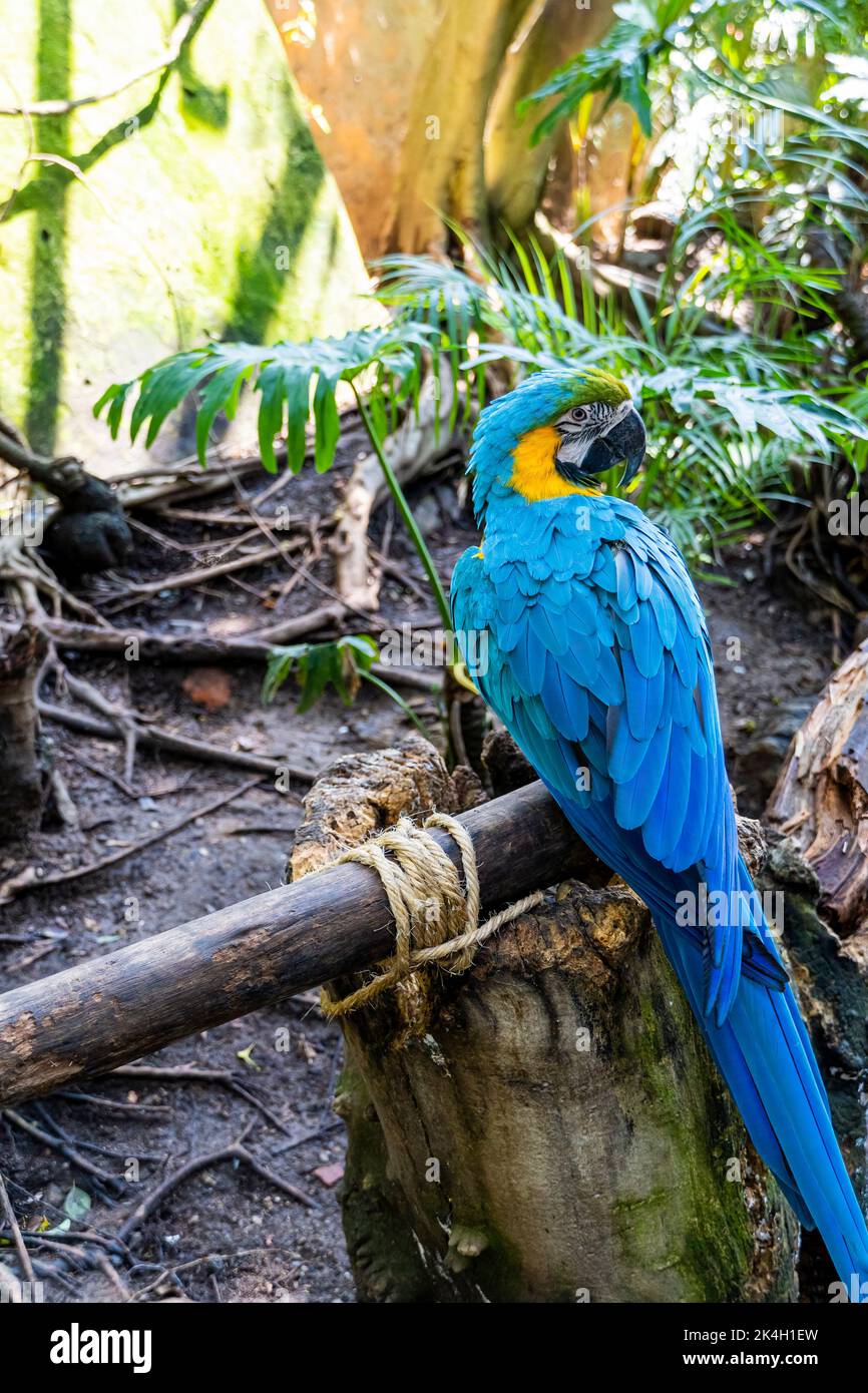 Ara ararauna golden blue macaw, blue and yellow colors, intense colors ...