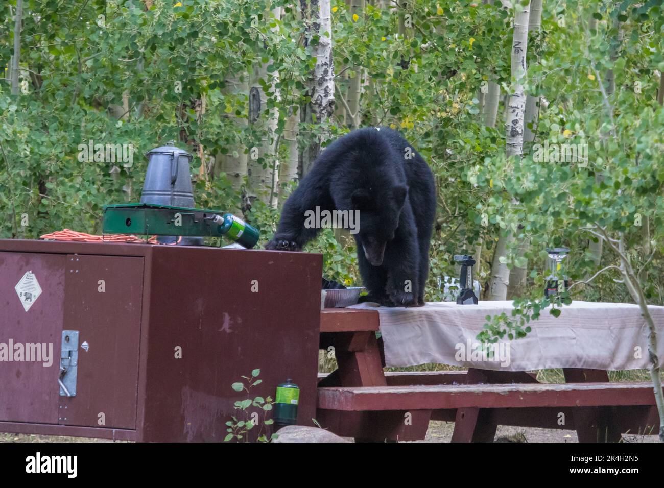 Wild California black bear scavenging through a Campground looking for ...