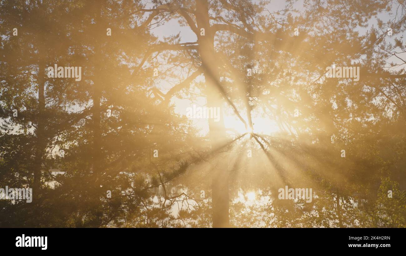 Sunset light breaks through high tree branches against river at back ...
