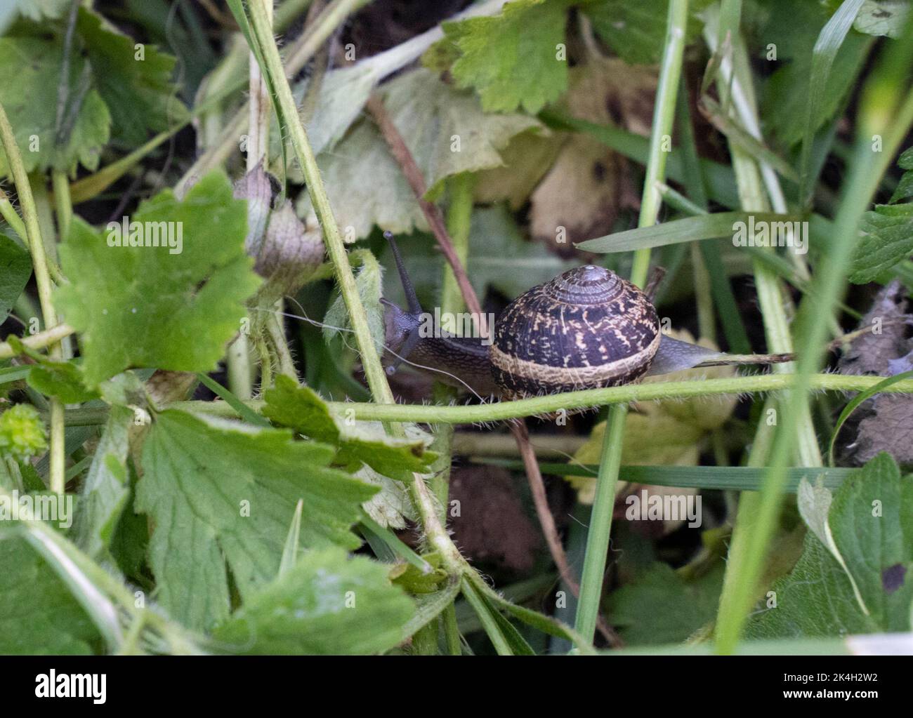 Snail slowly moving in grass hi-res stock photography and images - Alamy